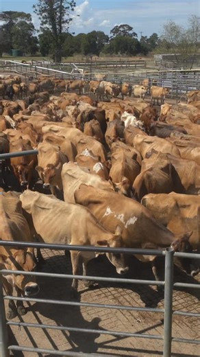 Farm Transparency Project on Instagram: "These might just be the worst five jobs in the dairy industry. 5. Cow inseminator Every cow and calf currently in the dairy industry was forcibly bred into existence using ‘artificial insemination’ 😞 4. Dairy farm worker Mother cows have their milk taken by machines so that it can be sold for human consumption 🥛 3. Calf stealer Newborn calves are taken away from their mothers within 24 hours of giving birth 💔 2. Mother cow killer After a life of exploi