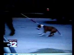 Flint baby sent to hospital after pit bull attack in kitchen