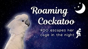 14K views · 1.1K reactions | Cockatoo ROO feathered-sneak was wandering around last night - I guess she wasn't too happy about sleeping in the cage! This wasn’t her first time, and won’t be her last. Thank goodness she is harmless. ⭐️ | Lucky Lou and Coco Too | Facebook