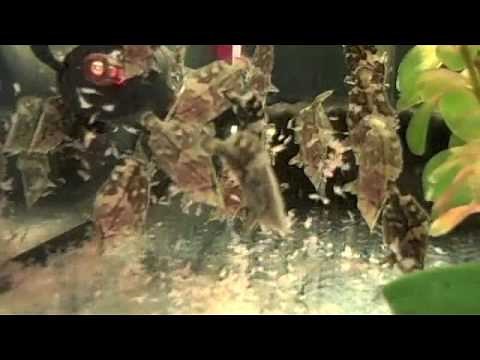 Behind the Scenes: South American Leaf Fish Feeding | California Academy of Sciences