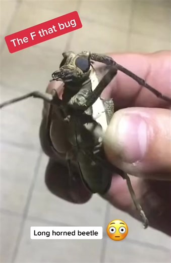 Creepy Facts About Longhorned Beetles