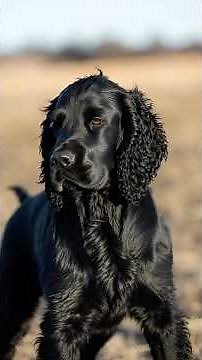 The Cocker Spaniel Was Almost Lost To History #dogshorts #dogfacts