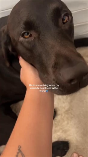Who else loves their lab a sickening amount🥹🤎 #labrador #labradors #chocolatelabsoftiktok #labradorpuppy #labradorsoftiktok #dogbestfriend #bestfriend #dogs~ #labradorretriever #chocolatelab #chocolatelabrador #souldog #labradorlife | Choco Nellie