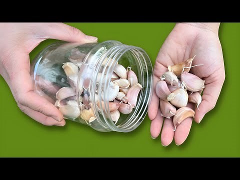 How to Store Fresh Garlic For for 1 Year Without Spoilage