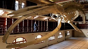 No bones about it, Otto’s claimed centre stage