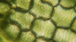 clip-1045749865-chloroplast-under-microscope-cell-division-structure-view