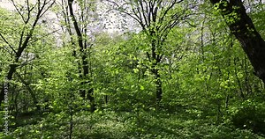 mixed deciduous forest in spring, different types of trees in the park in autumn sunny weather