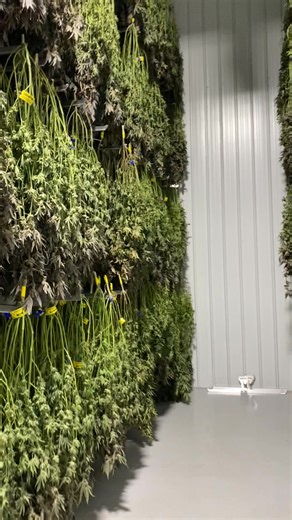 Our dry rooms have become the state of the art in the cannabis industry by using powerful in-line blowers to distribute cool, dry air, evenly and slowly at thousands of points of distribution our dry rooms, actually improve the quality of weed by not evaporating Turpines and actually drying the matter, we remove the water from the plant matter we don’t dry the plant matter | Cannabis Mechanical