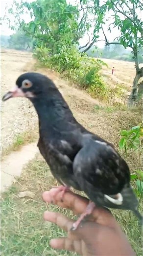 Blackie Kabutar Training 🕊️ | Flying Practice & Control | Desi Pigeon Training