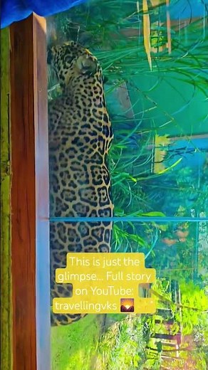 jungle safari, kevadiya, statue of unity #jungle #indian #wildlife