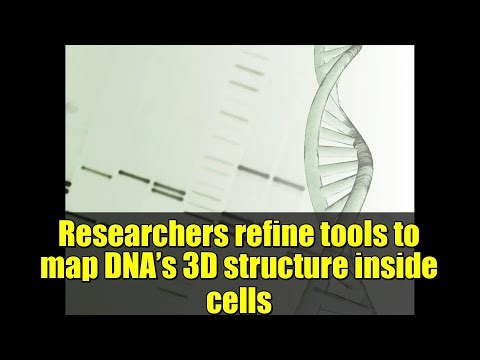 Researchers refine tools to map DNA’s 3D structure inside cells