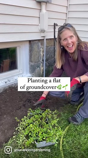 Planting Groundcover for a Beautiful Garden - Tips and Tricks