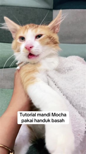 Tutorial Mandi Mocha dengan Handuk Basah yang Lucu
