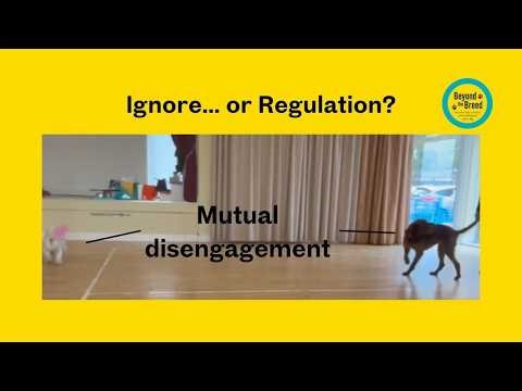 Dog Behaviour Assessment: Ignore… or Emotional Regulation? (Trauma & Functional Character)