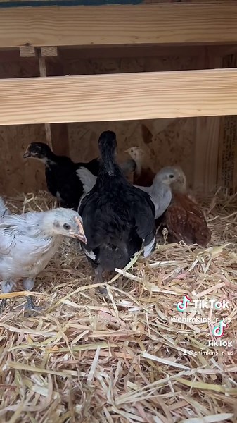 Mini Chicken Coop Finished! Small Outdoor Chicken Coop Setup