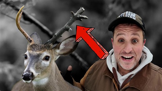 The story of the anterless buck on our farm