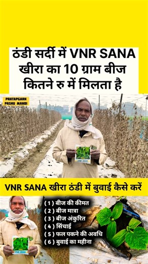 ठंडी सर्दी में VNR SANA खीरा का 10 ग्राम बीज कीमत 2025 | thandi sardi वी एन आर सना kheera bu #short
