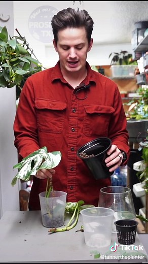 How to Fix a Plant with Root Rot | Plant Tips