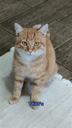 🐾 The Secret Physics of Cats