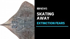 Ancient skate species on brink of extinction | ABC News - The Global Herald