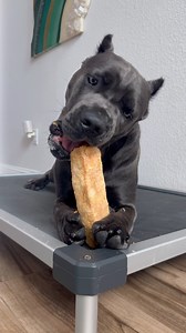 556K views · 9.2K reactions | ⭐️BEAUS FAVORITE YAK CHEESE MONSTER CHEWS⭐️ puffed up properly this time 﫶 and a lil asmr crunch never hurt no one 藍 We get them here ➡️ https://amzn.to/4kXSpyo #canecorso #beau #dogtreats | Cook It Erica | Facebook