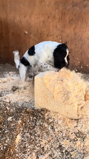 Who needs a groom 🤷‍♀️😂 #englishspringerspaniel #englishspringerspaniels #englishspringerspanielofinstagram #englishspringerspanielsofinstagram #englishspringerspanielpuppies | English Springer Spaniel Love