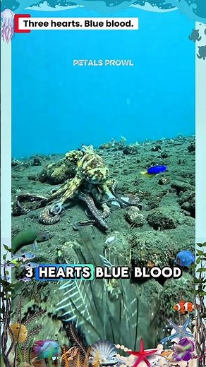 Octopus Facts That Will Blow Your Mind 🐙