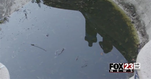 FOX23 Investigates: Nasty pools can cause major mosquito breeding in neighborhoods