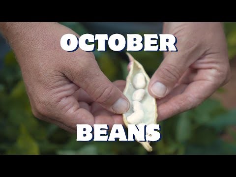 Why October Beans are the Best