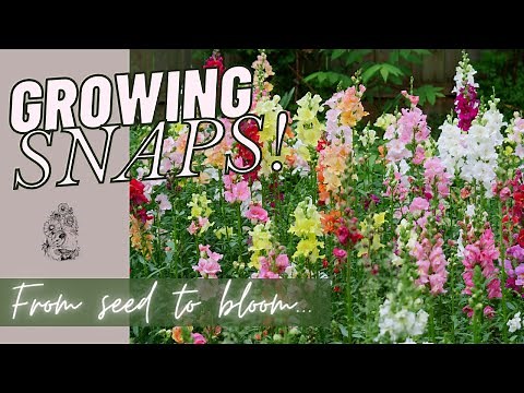 GROWING SNAPDRAGONS: How to Grow Snapdragon Seeds Start to Finish - Planting Snapdragon Flowers