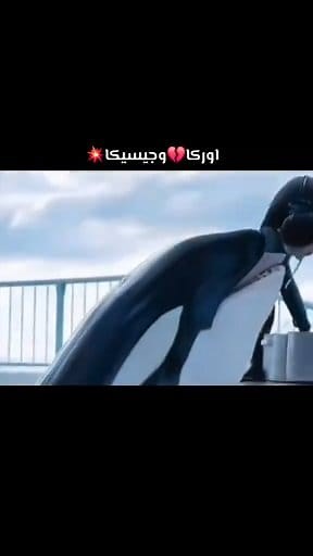 Orca is Crying and missing Jessica #dolphinattack #orca #orcas #orcavsdolphin #orcaincident#reelstrending #reelsfbシ #reelkarofeelkaro #reelsvideoシ #reelsviralシ #viralvideoシ #viralvideoシ #viralreelschallenge #nevergiveup #jessicavsdolphin #JessicaRadcliffeOrca #JessicaRadcliffe | Muhammad Usman