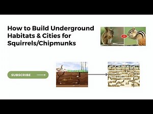 How to Build Underground Habitats for Squirrels and Chipmunks