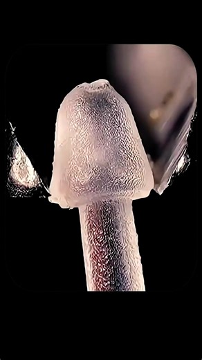 Secret Way To Remove Clothing Tags Without Scissors: Use The Locking Head To Slide It Out #shorts