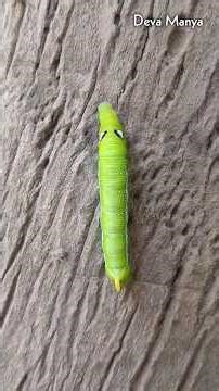 Beautiful green leaf caterpillar lives in my garden