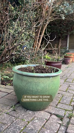 24K views · 4.3K reactions | Plant a pot which flowers in succession...