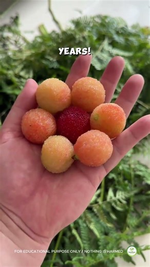 This Fruit has been a Secret for 2,000 Years! 🍒🤫 #shorts #fruit