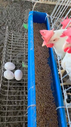 We deliver and install nationwide! Message us via Viber and whatsapp @ 09353920951 | SMG Agri Trading