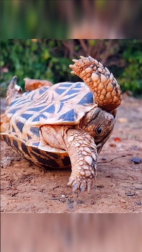 How Turtles Flip Back Over!