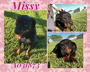 47 reactions · 27 shares | Missy is doing her part to combat the...