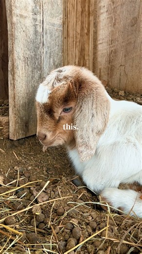 Bryant Shearon on Reels