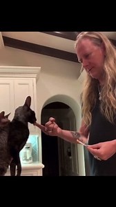 18K views · 1.1K reactions | Jerry Cantrell with Layne Staley's cat, Sadie. Home ... Jerry Cantrell adopted Layne Staley's cat Sadie after Layne passed away - MTV Cribs 2002. #laynestaley #aliceinchainstribute #jerrycantrell #mtvcribs #home #cat | Seattle Sound 90's | Facebook