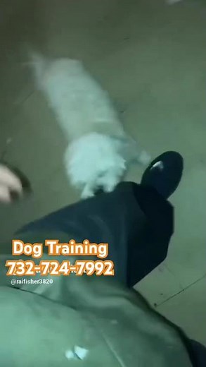 “Cody the Maltese – Off-Leash Hand Signal Training in NYC” ✅