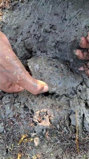 Turtle under the grass and water #turtlecatching #techniques #tortoise