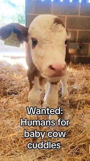 Wanted: humans for baby cow cuddles. Our orphan calves Cleo and Cookie can’t get enough attention so we need your help! Find out more here: https://www.barleylands.co.uk/farm-animal-experiences/ #meetsandgreet #cuddle #cuddlebuddy #cuddleacow #cowexperience #babycow #farmtok #summerholidays #barleylands #farmpark #farmtok # less | Barleylands Farm Park