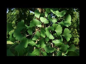 Identifying The Female Ginkgo Tree & Ginkgo Nuts