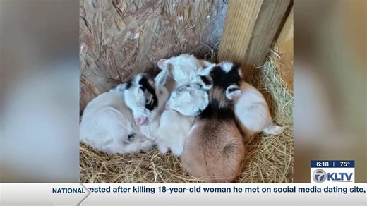 ‘Still in shock’: Goat surprises Smith County family with birth of 4 kids