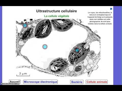 Biologie Cellule - L'ultrastructure cellulaire