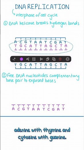 DNA Replication Explained — A-level Biology Made Simple #alevelbiology
