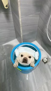 Baby bathed in transparent soup🛁 #frenchiepuppy #frenchie #frenchbulldog #frenchielove #frenchies #frenchielife #frenchieoftheday #frenchiesociety #puppy #dogsofinstagram #puppylove #frenchiegram #bulldog #dog #frenchbulldogs #bulldogfrances #frenchbulldogpuppy #bulldogs #dogs #frenchieworld #puppies #ilovemyfrenchie #frenchiephotos #trend #trending #foryoupage #foryou #fyp | 1M Follow