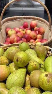 October Codling Moth Treatment 🍎 | Organic Nematode Application for Apple Trees